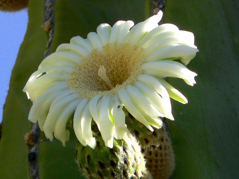 Spotlight Series: Cardón cactus - Bajawhale.com