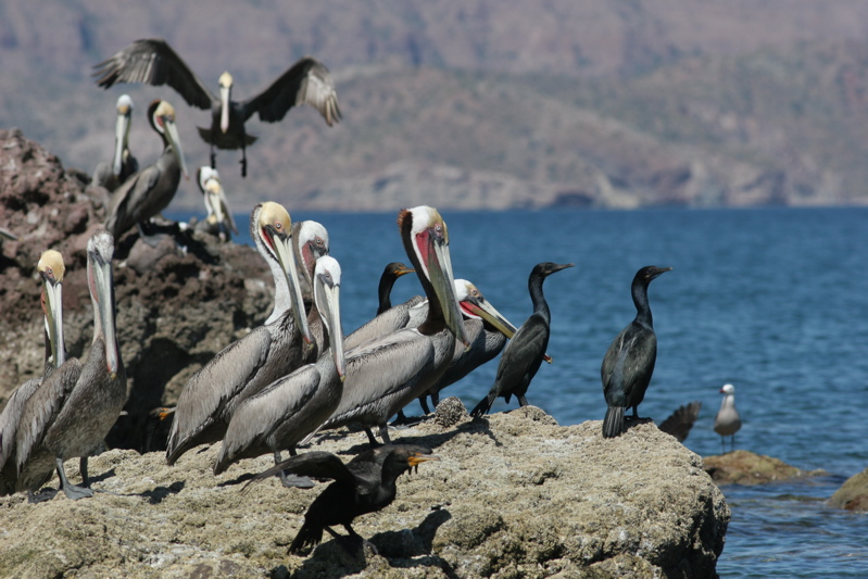 Baja Bird List, 2012 - Bajawhale.com