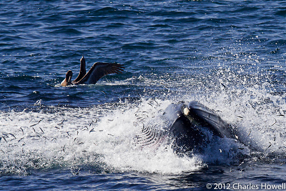 Notable Photo by Chef Charles - Bajawhale.com