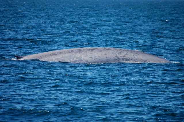 Rob-servations #3: Blue whale identification - Bajawhale.com