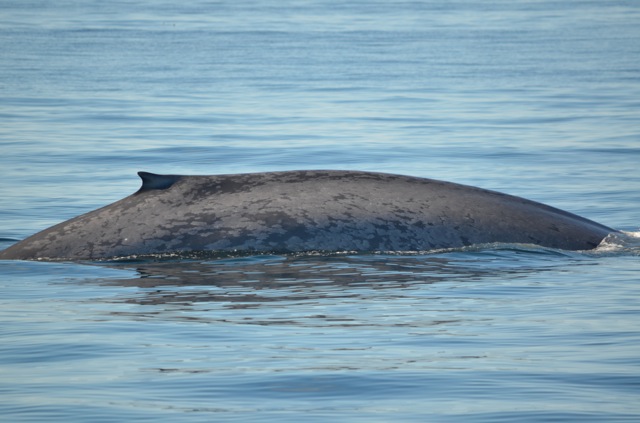 Rob-servations #3: Blue whale identification - Bajawhale.com