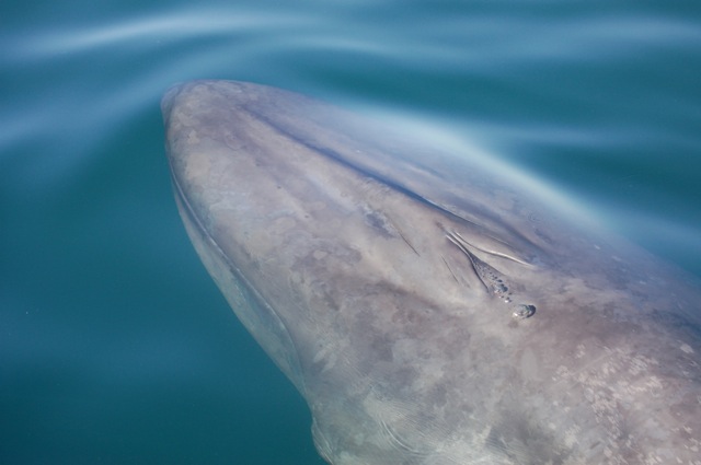 Rob-servations #3: Blue whale identification - Bajawhale.com