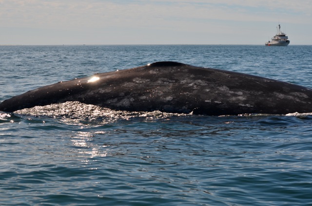 Rob-servations #4 Gray whale identification - Bajawhale.com