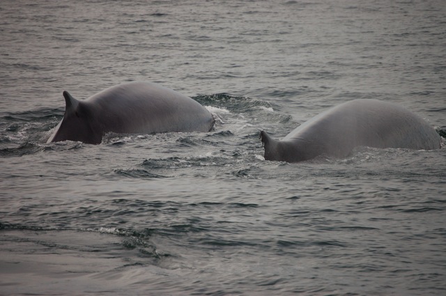 Rob-servations #6 Fin whale identification - Bajawhale.com