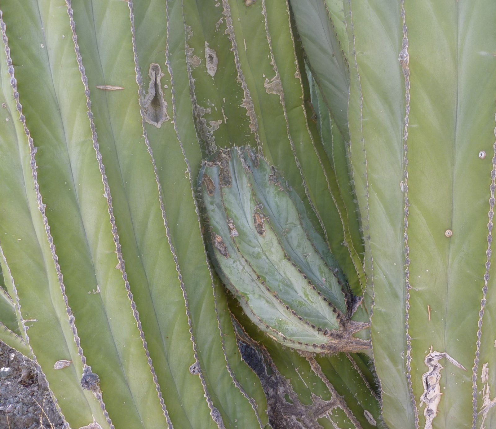 Spotlight Series: Cardón cactus - Bajawhale.com