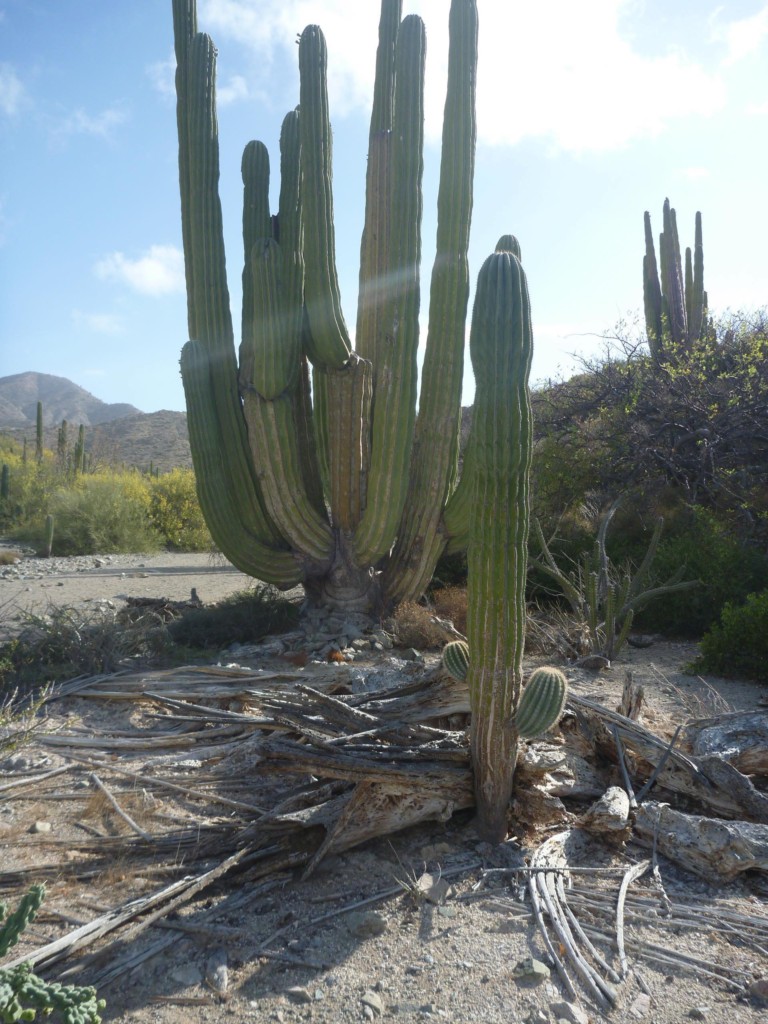 Spotlight Series: Cardón cactus - Bajawhale.com