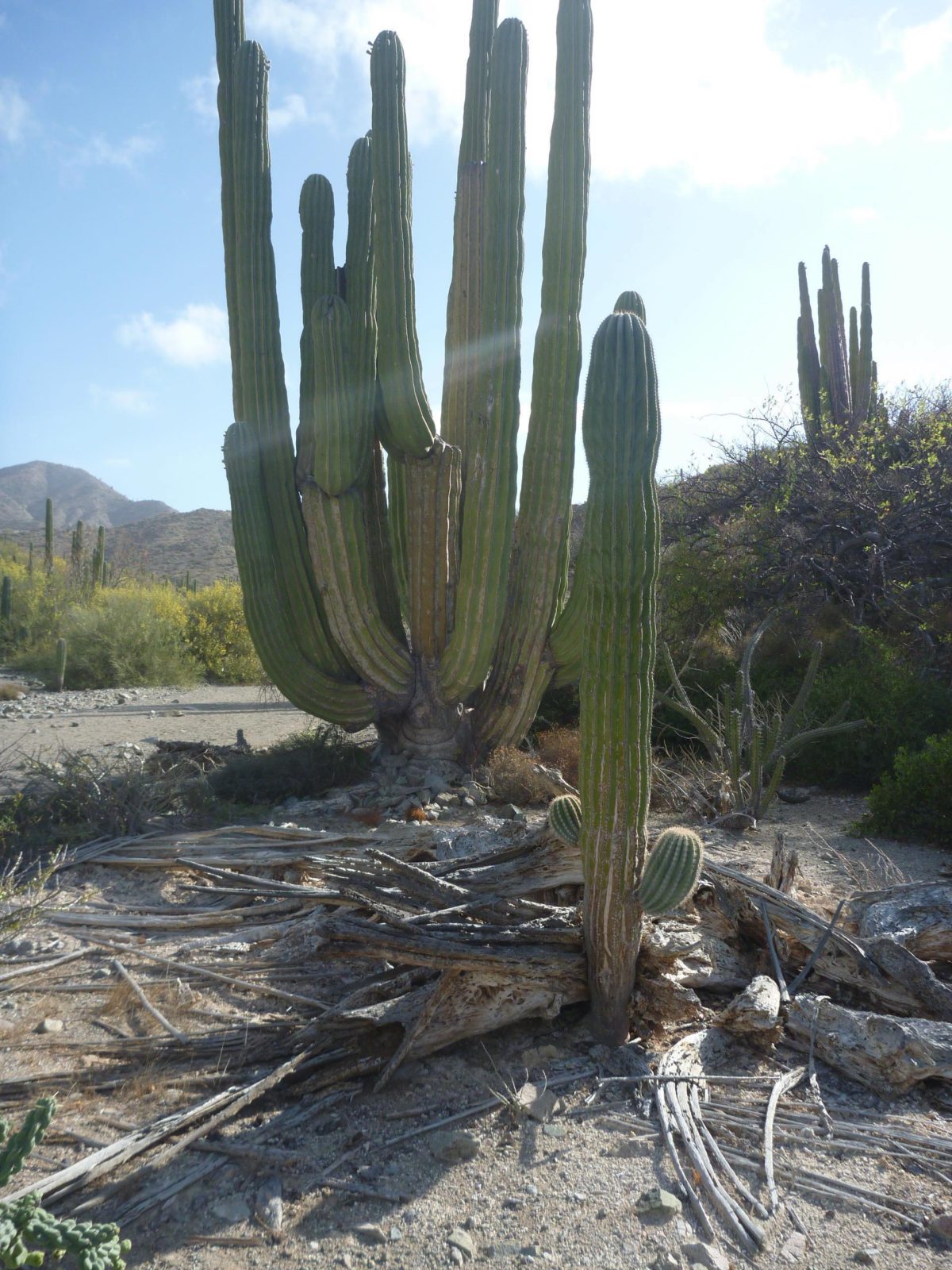 Spotlight Series: Cardón cactus - Bajawhale.com