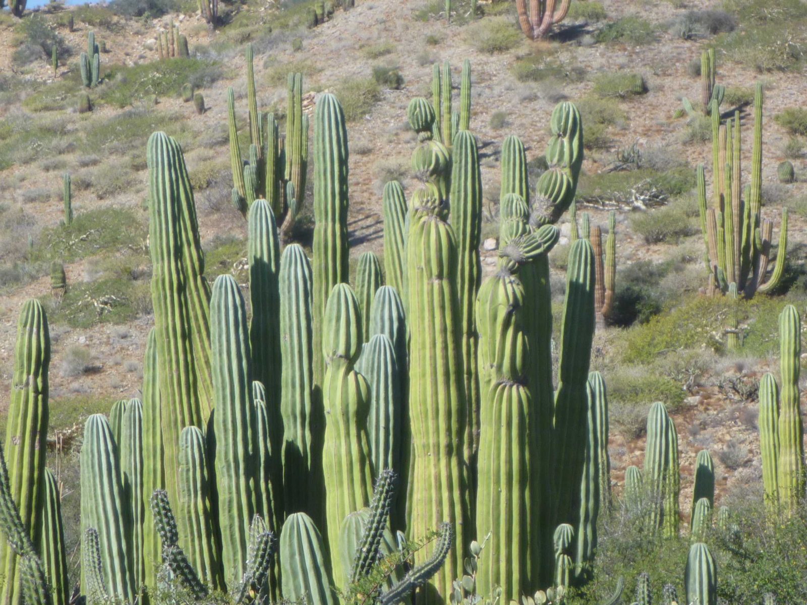 Spotlight Series: Cardón cactus - Bajawhale.com