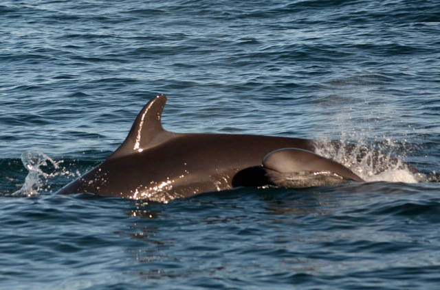 Rob-servations #9: Baja Dolphins - Bajawhale.com