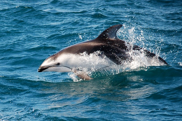 Rob-servations #9: Baja Dolphins - Bajawhale.com