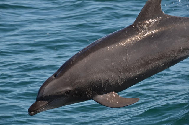 Rob-servations #9: Baja Dolphins - Bajawhale.com
