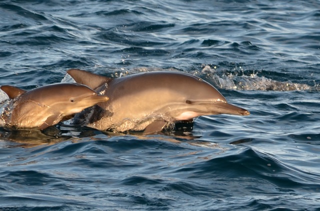 Rob-servations #9: Baja Dolphins - Bajawhale.com