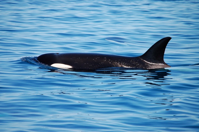 Rob-servations #9: Baja Dolphins - Bajawhale.com