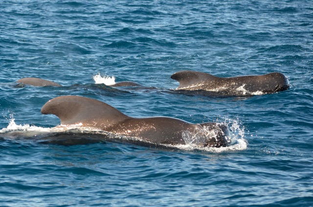 Rob-servations #9: Baja Dolphins - Bajawhale.com