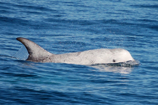 Rob-servations #9: Baja Dolphins - Bajawhale.com