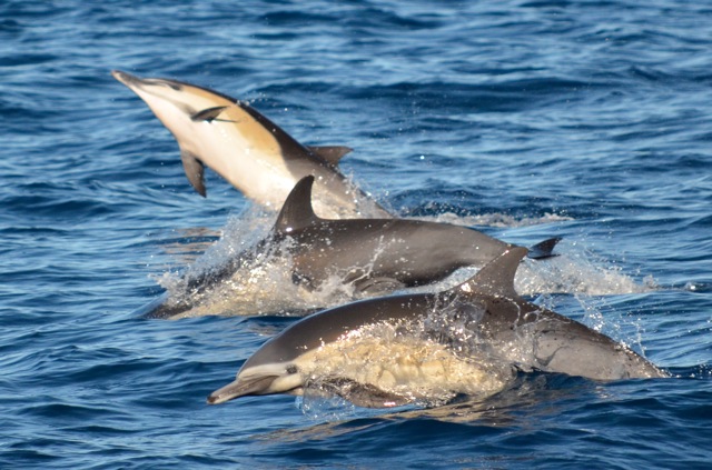 Rob-servations #9: Baja Dolphins - Bajawhale.com