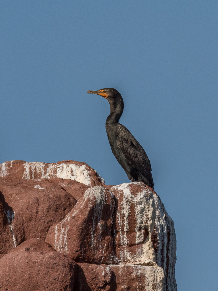 Birds of Baja - Bajawhale.com