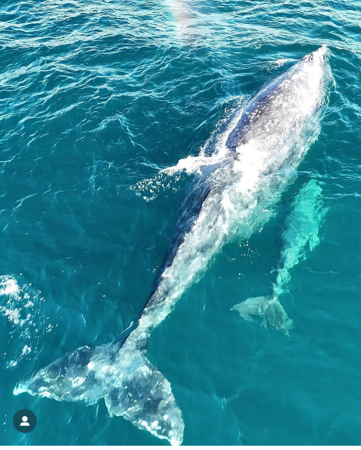 2026 Baja Whale Watching Tour with Naturetrek - Bajawhale.com