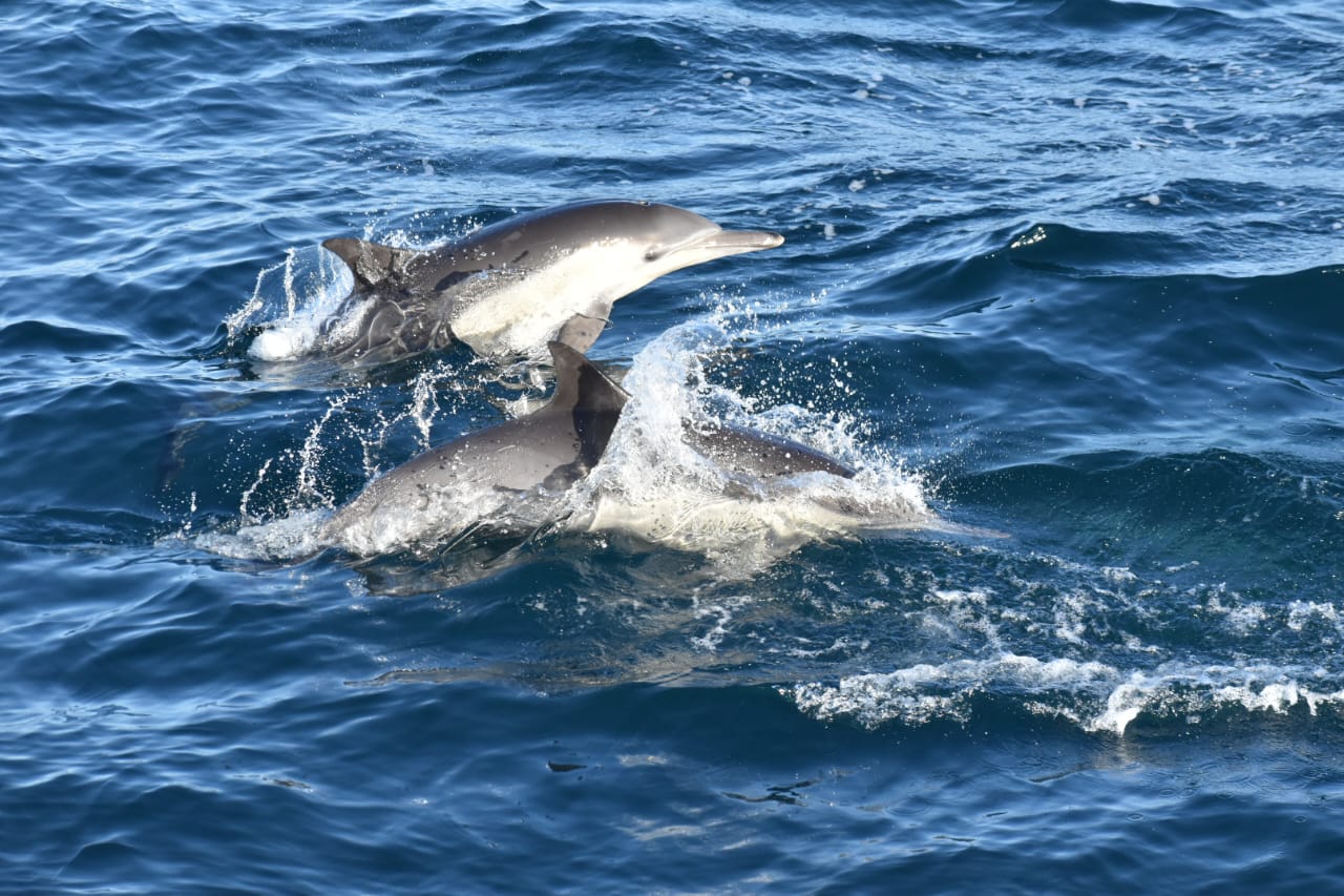 2026 Baja Whale Watching Tour with Naturetrek - Bajawhale.com